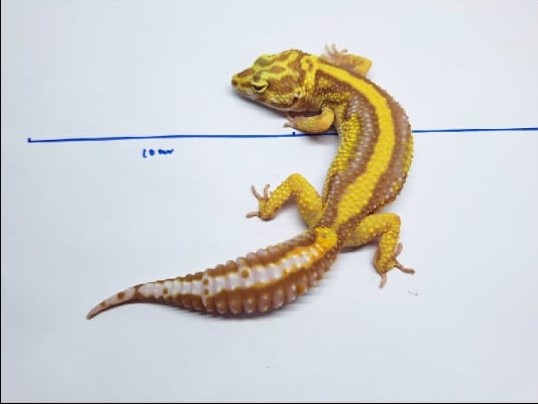 Karsten Errando Winoto — Portfolio | Karsten_Portofolio