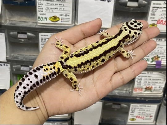 Karsten Errando Winoto — Portfolio | Karsten_Portofolio